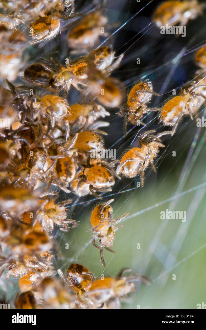 Tiny spider babies hi-res stock photography and images - Alamy