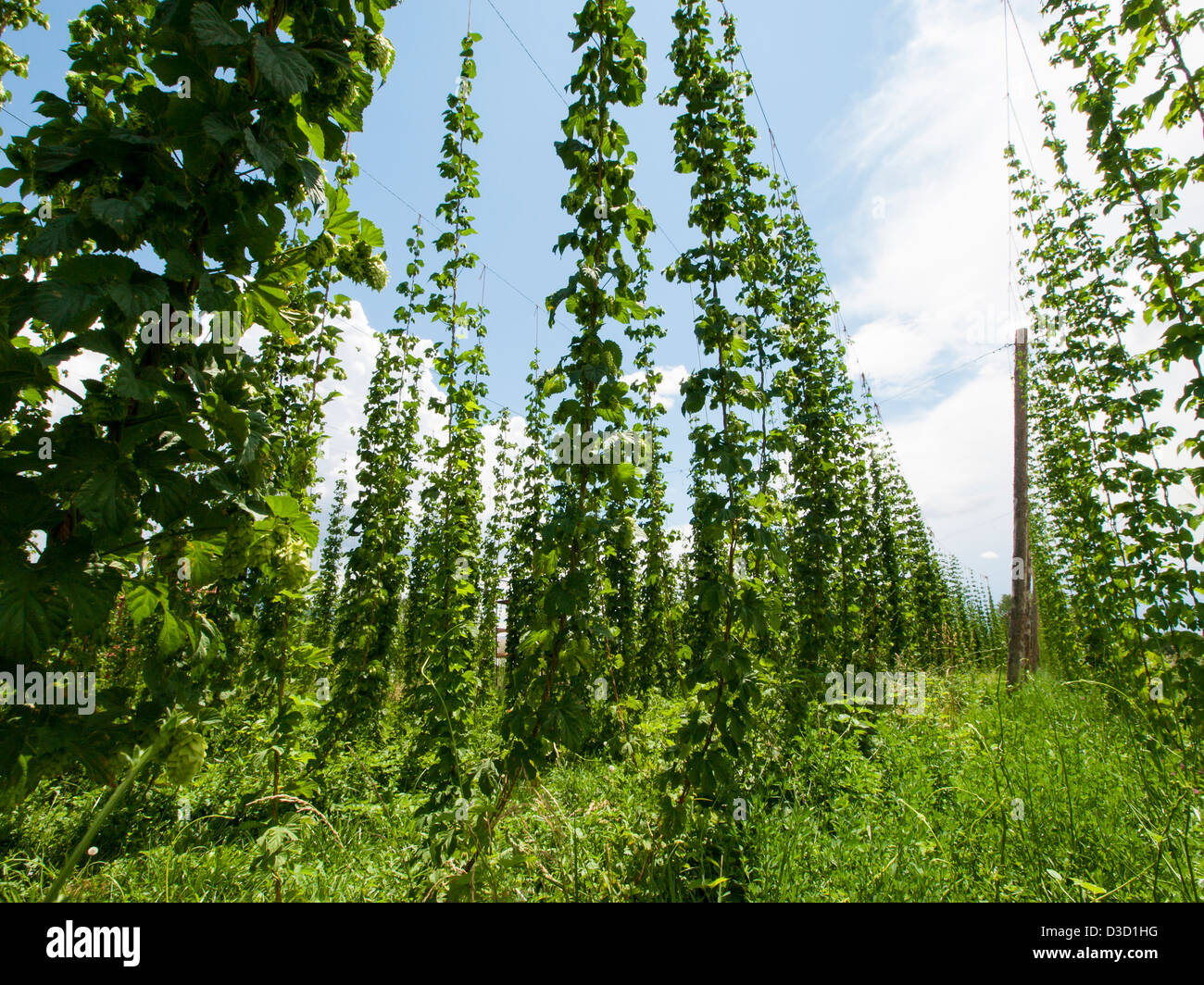 Hops farm in Palisade, Colorado. Hops are used primarily as a flavoring ...