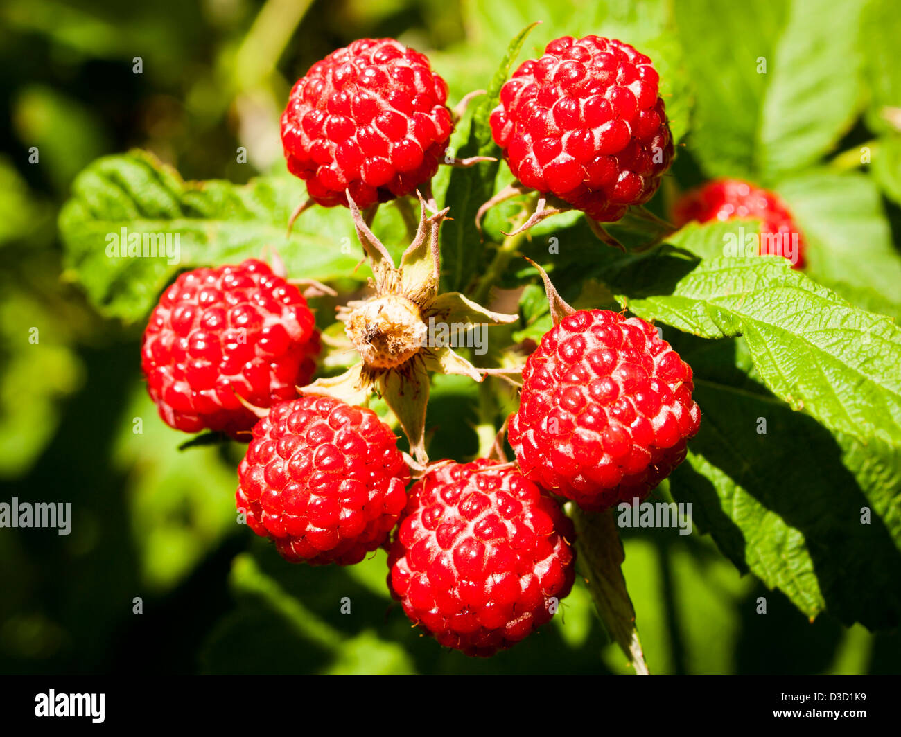 Black raspberry growing in the graden Stock Photo - Alamy