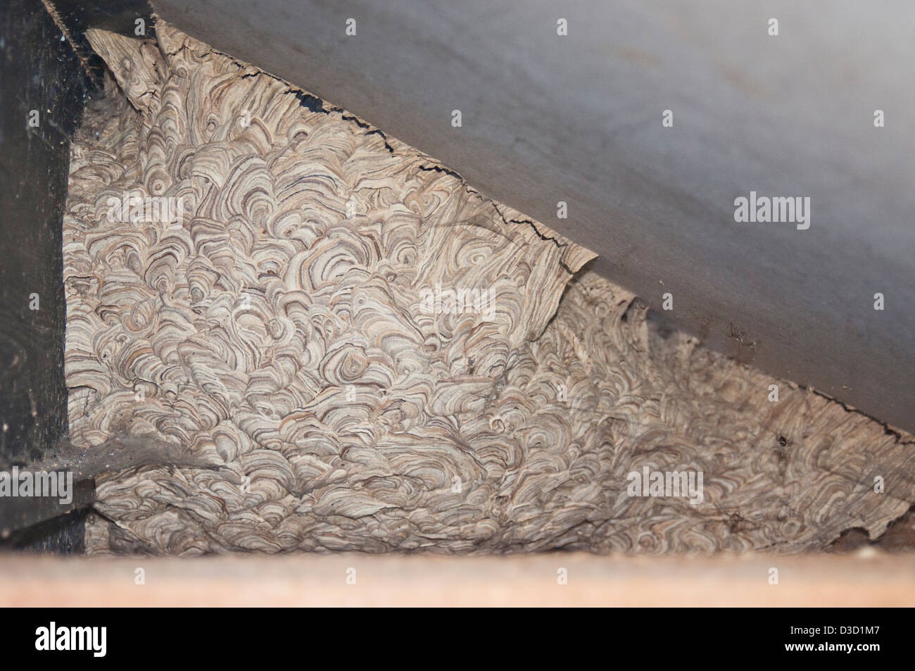 Old wasp nest hi-res stock photography and images - Alamy