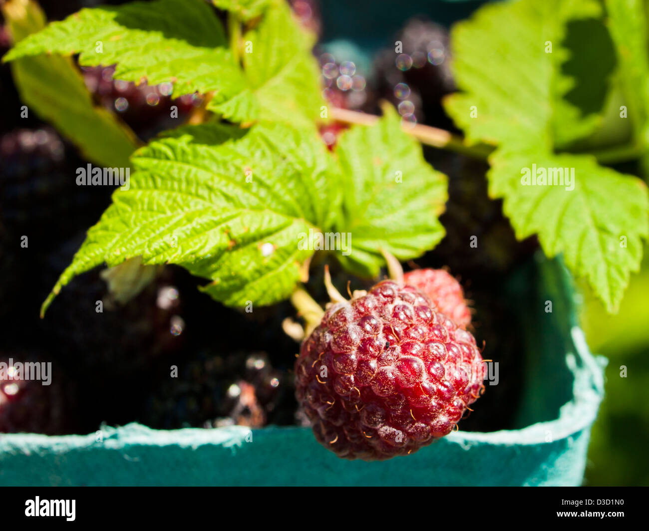 Black raspberry growing in the graden Stock Photo - Alamy