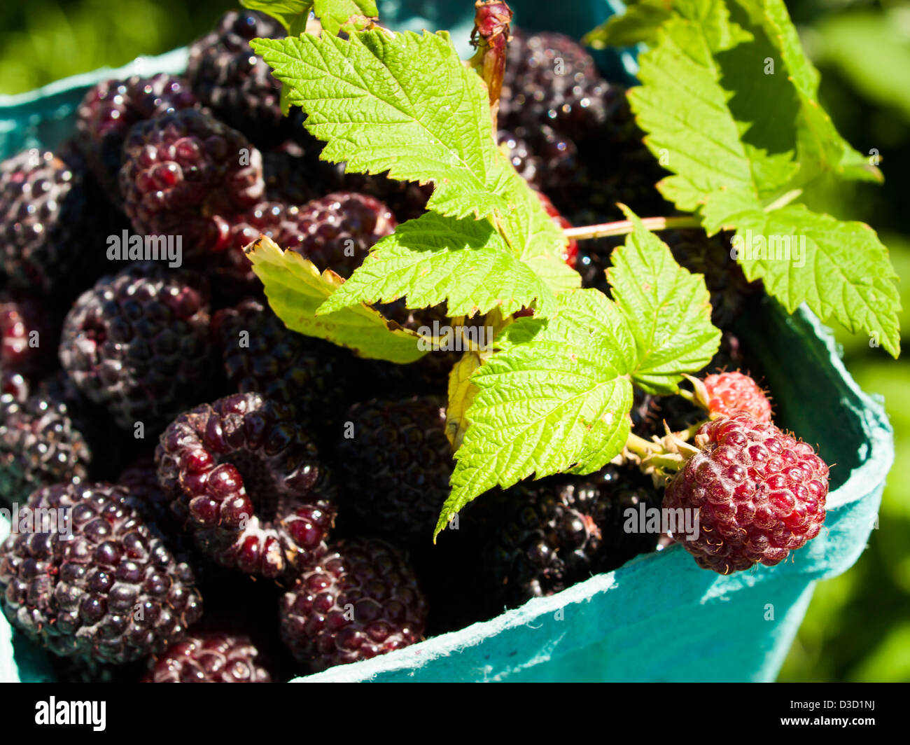 Black raspberry growing in the graden Stock Photo - Alamy