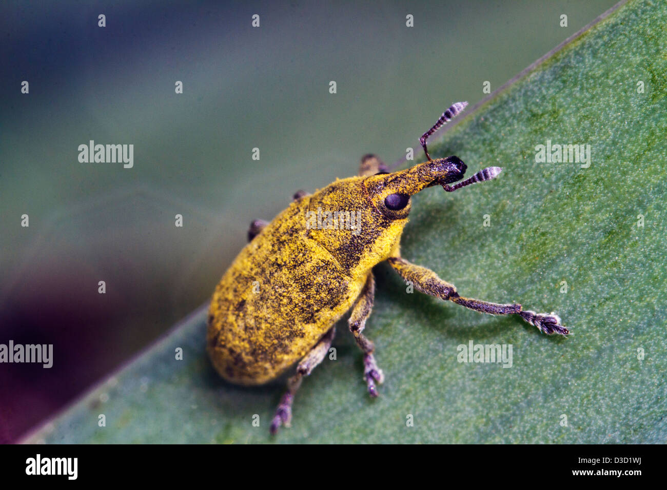 Close up view of the Weevil bug (Lixus acicularis Stock Photo - Alamy