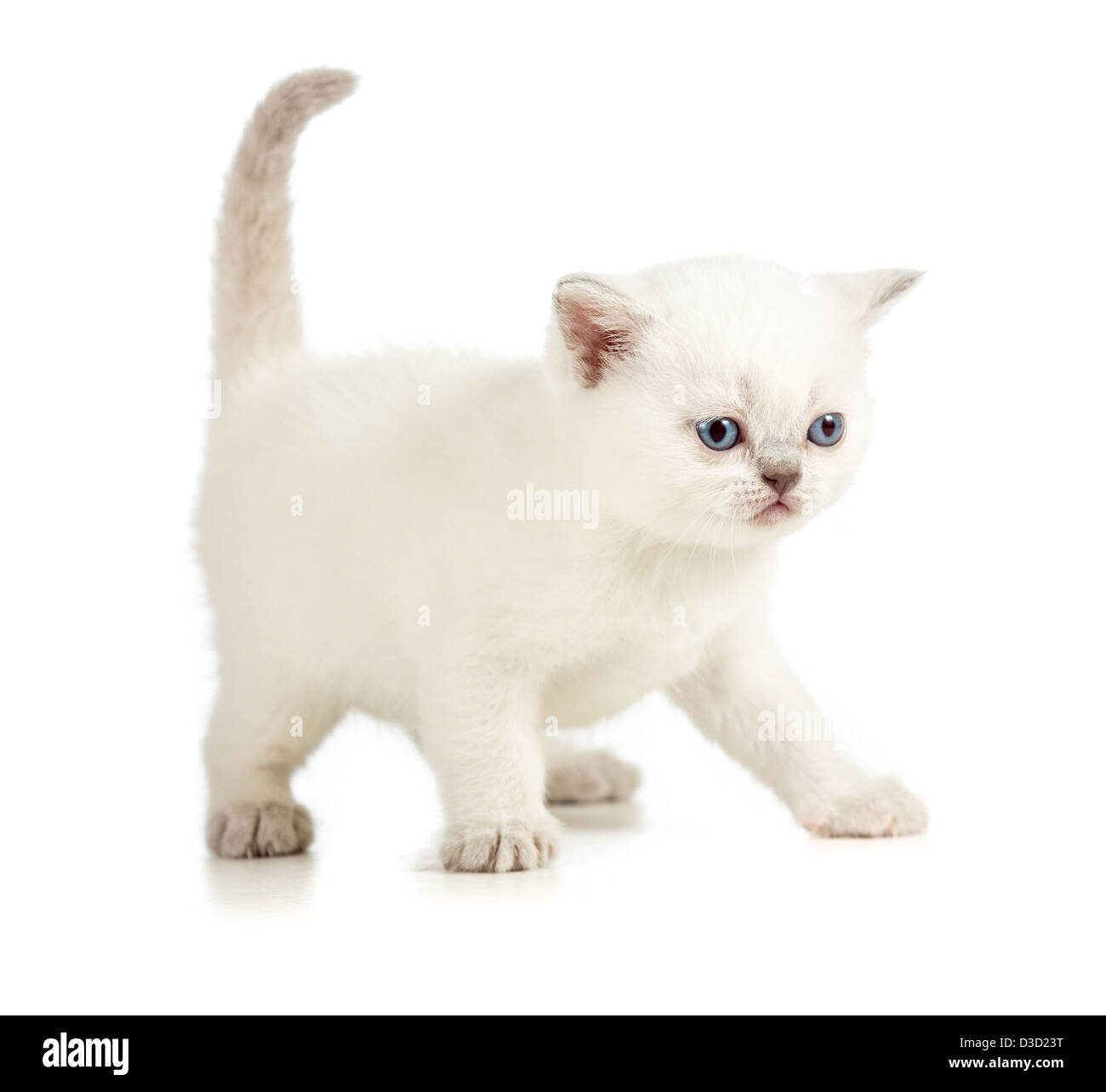 British baby cat - one month old Stock Photo - Alamy