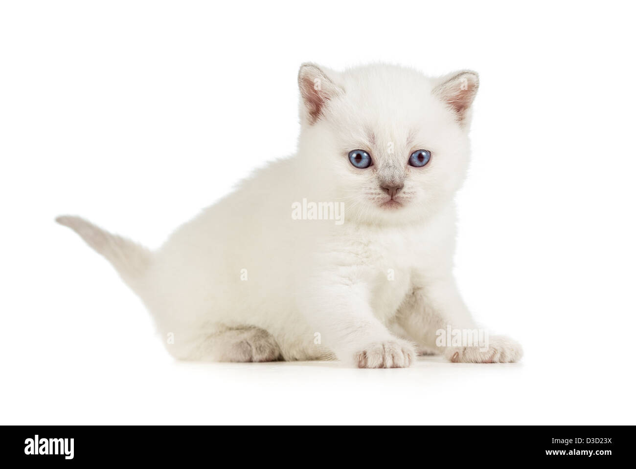 White British baby cat Stock Photo - Alamy