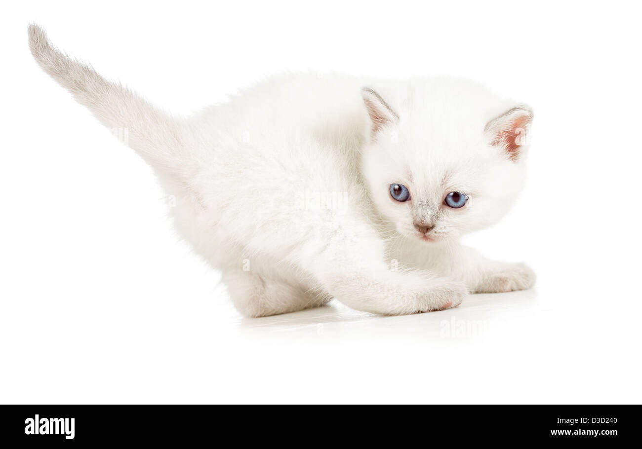 Active kitten - one month old Stock Photo - Alamy