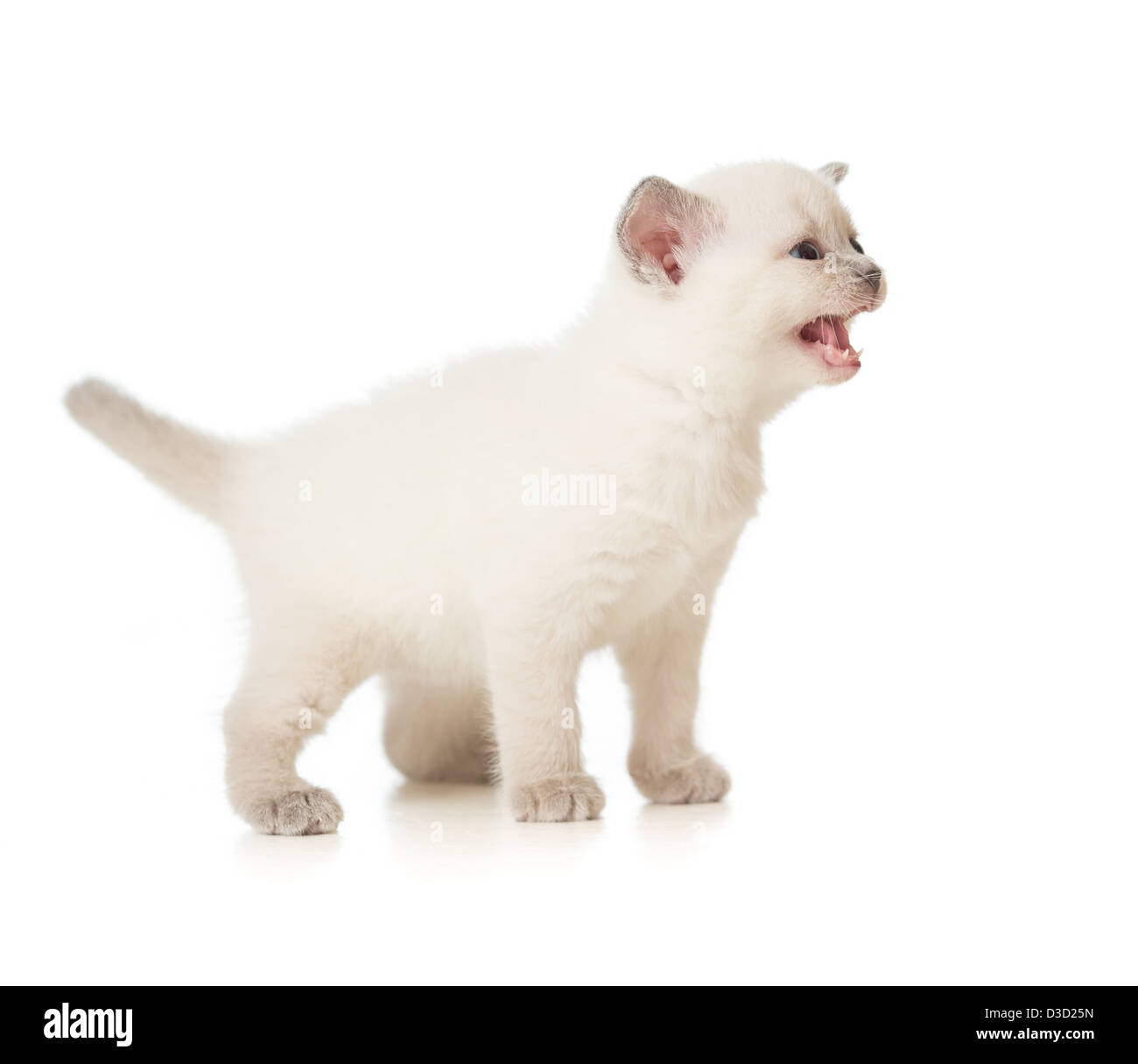 white meowing kitten Stock Photo - Alamy