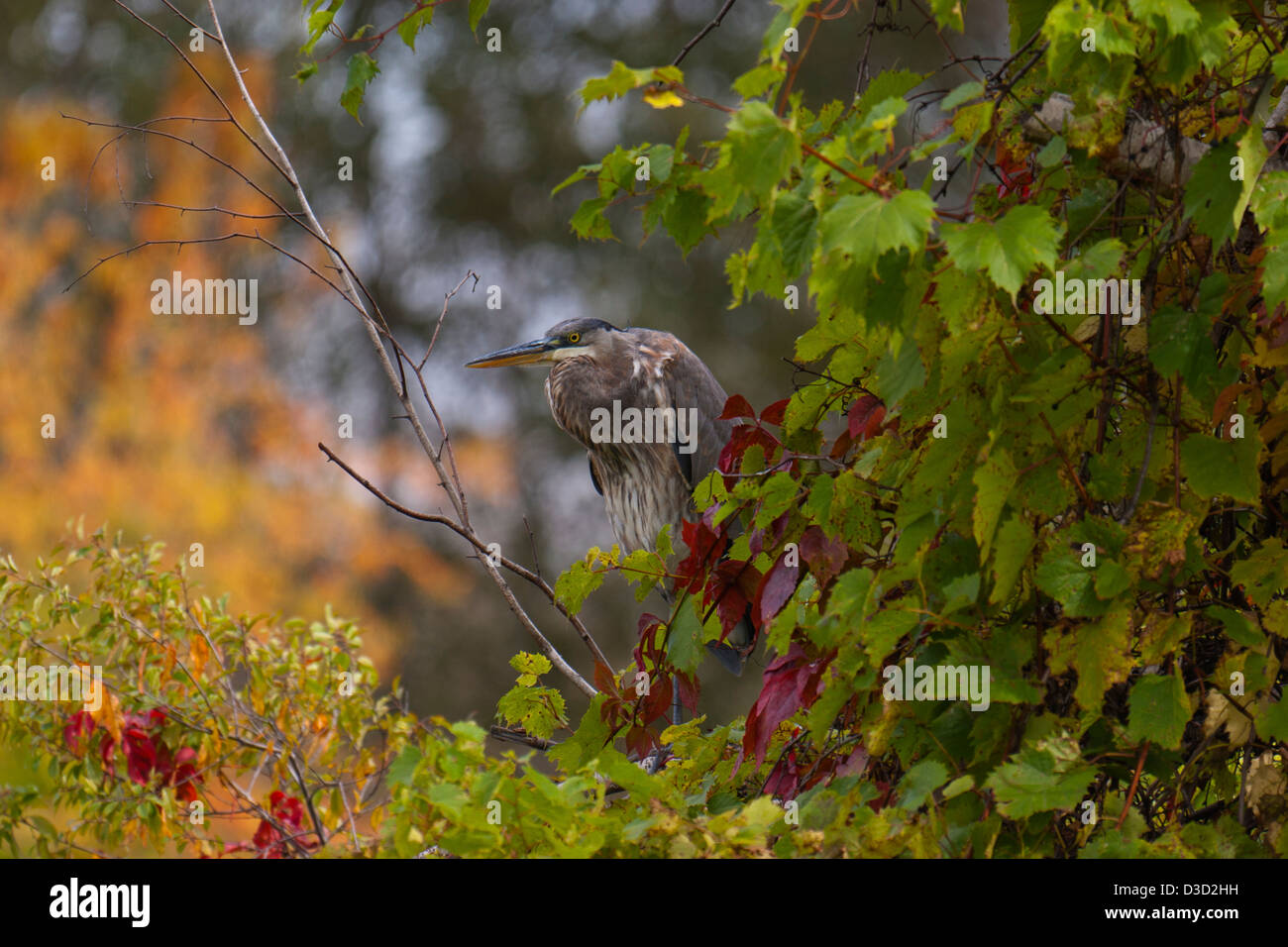 great blue heron bird fall colors Stock Photo - Alamy