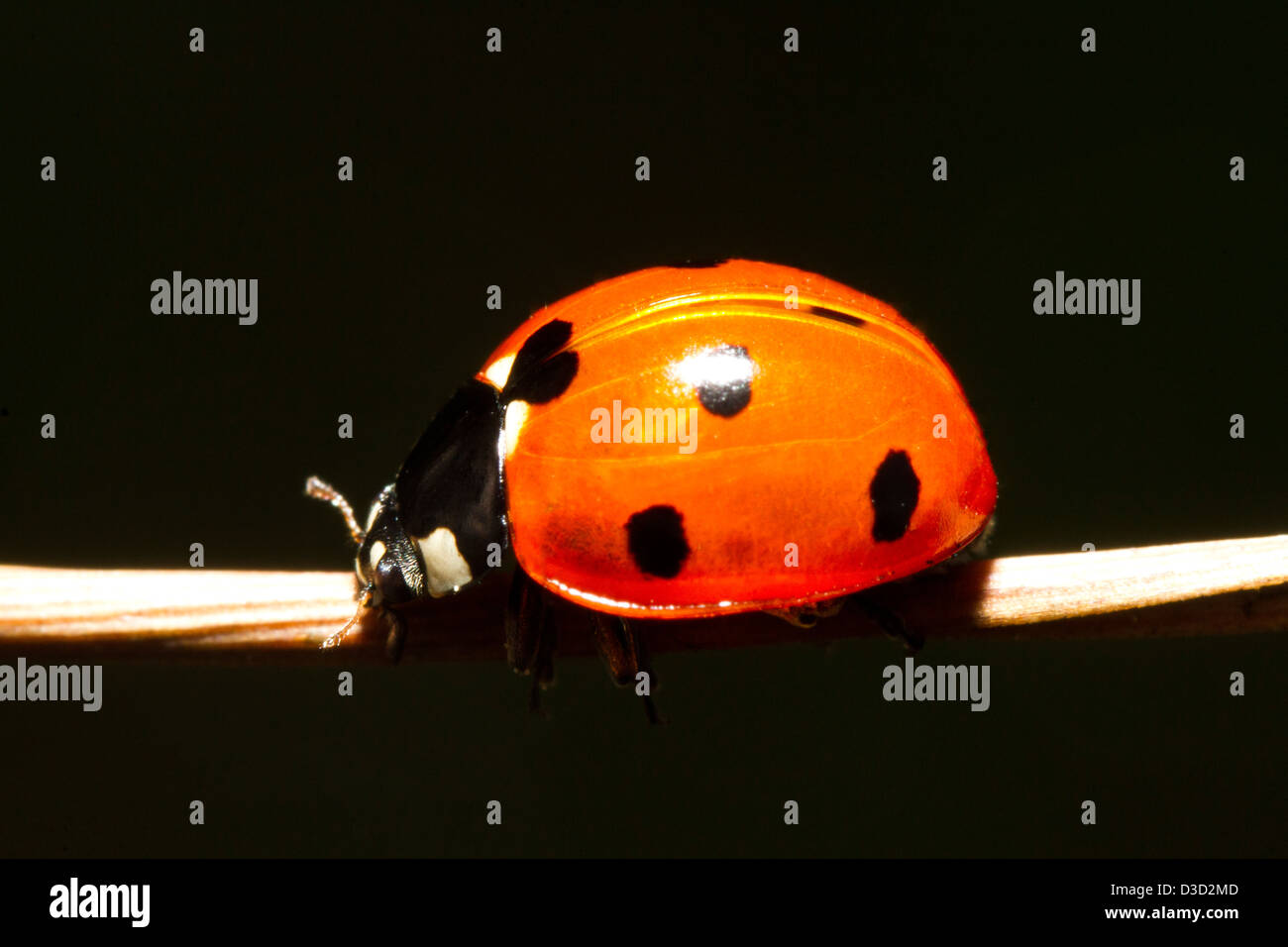 Close view detail of a ladybug (coccinellidae) beetle Stock Photo - Alamy