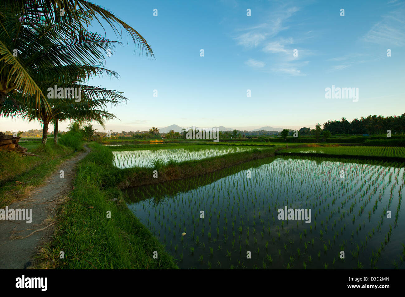 Rice fields in a valley before sunrise on Bali island Stock Photo - Alamy