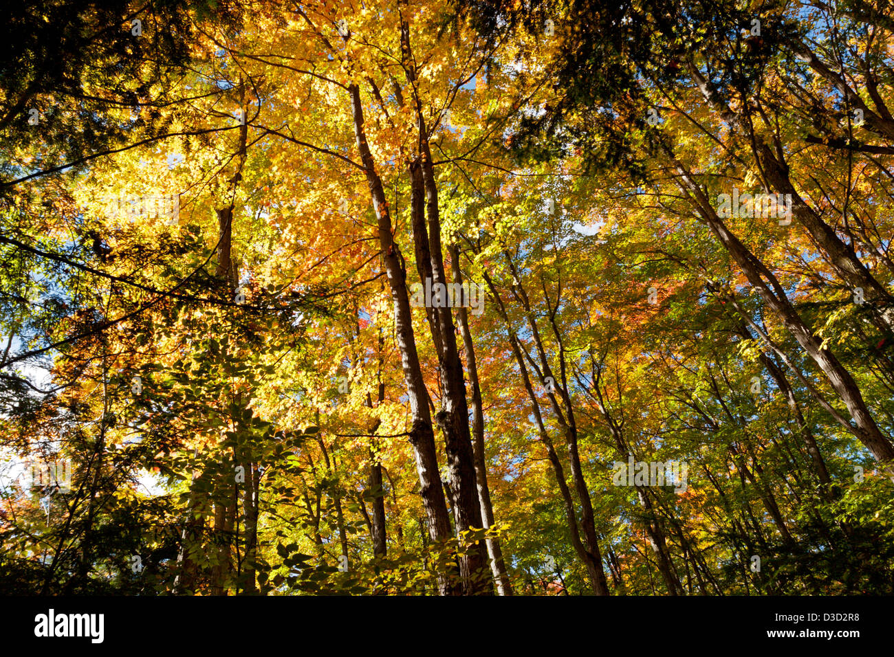 fall colors colours colorful autumn trees leaves Stock Photo - Alamy