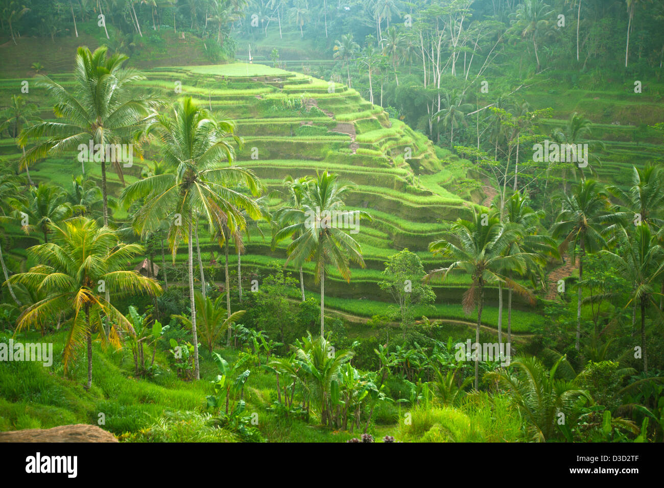 Rice fields in a valley before sunrise on Bali island Stock Photo - Alamy