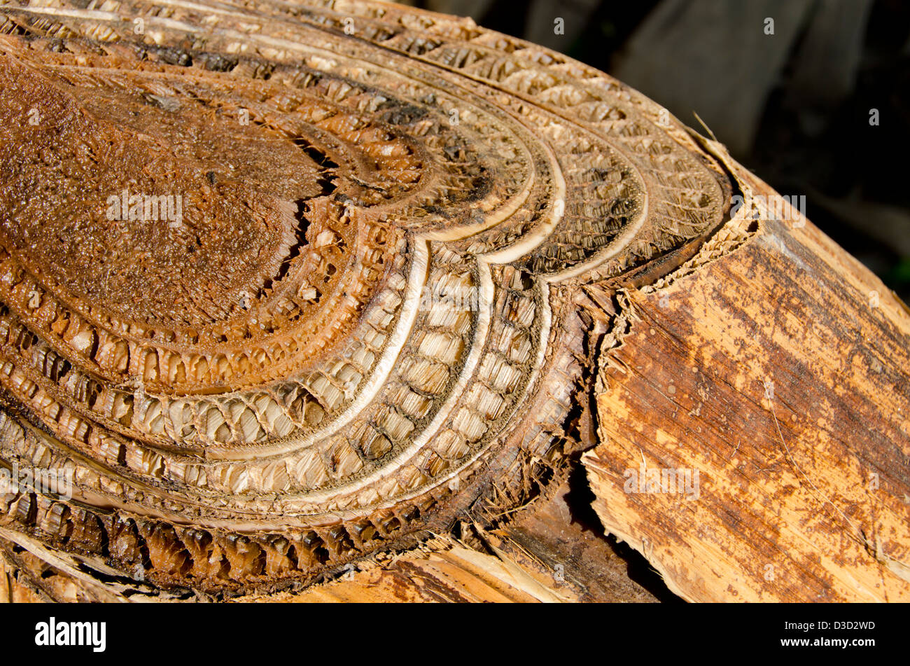 Guatemala, Department of Izabal, Quirigua. Banana plantation Stock ...