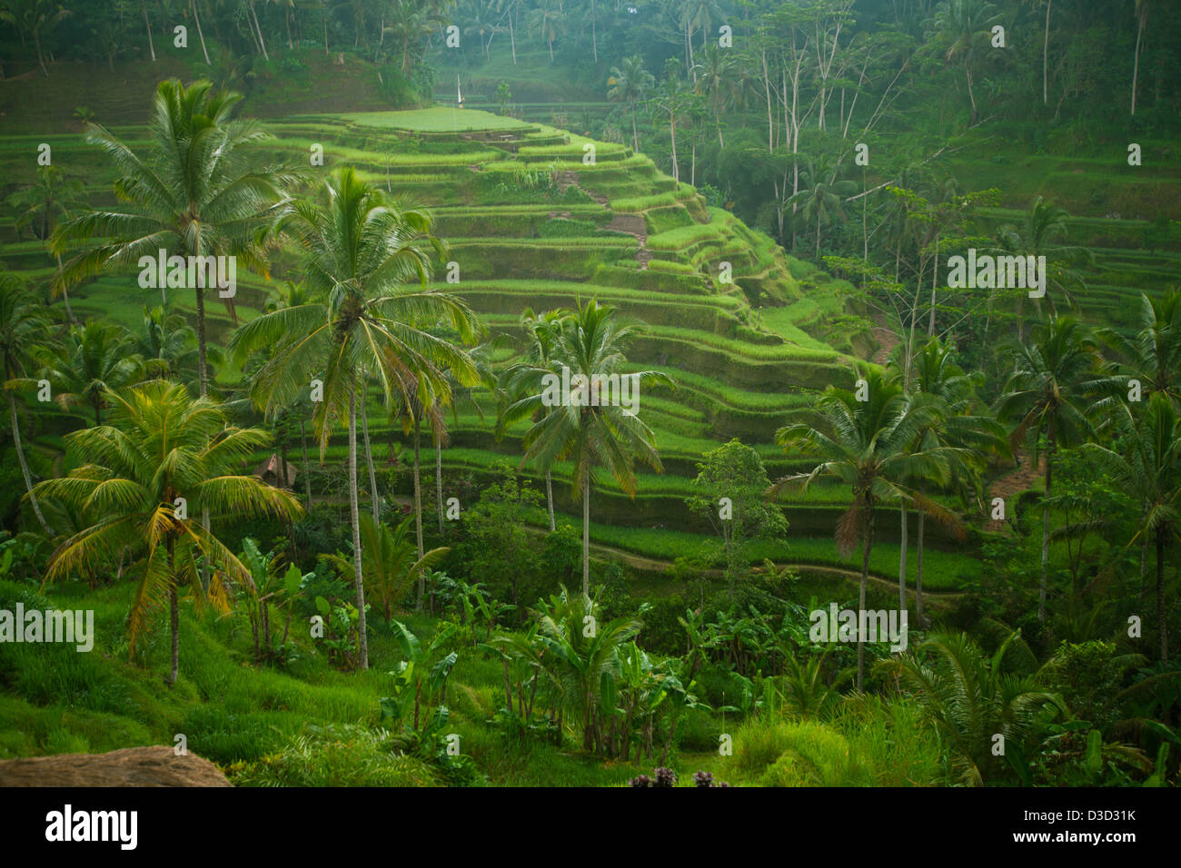 Green rice terraces in Bali, Indonesia Stock Photo - Alamy