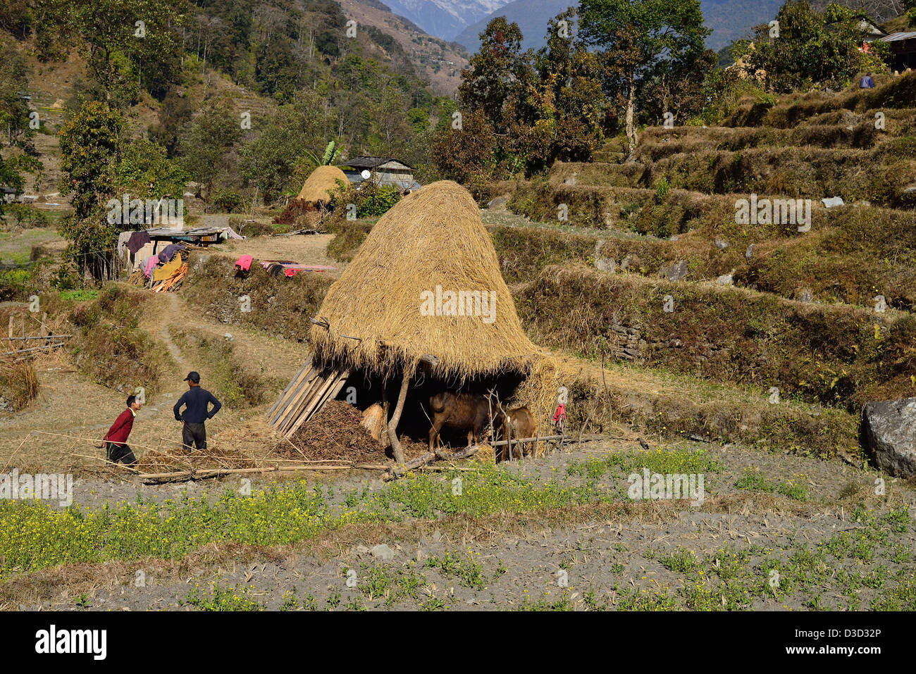 Rice straw drying, with Oxen in stable underneath Stock Photo - Alamy