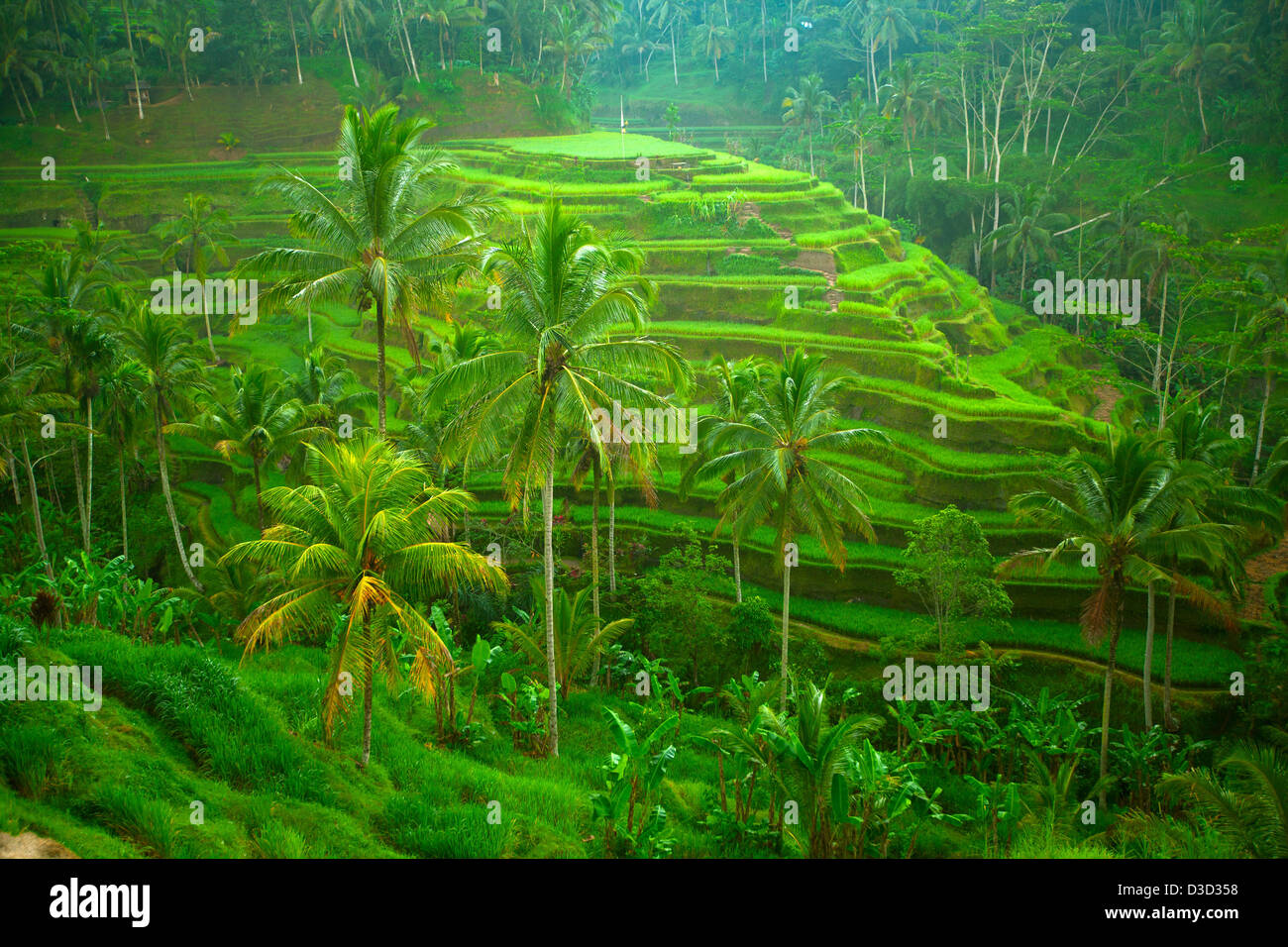 Terrace rice fields on Bali, Indonesia Stock Photo - Alamy