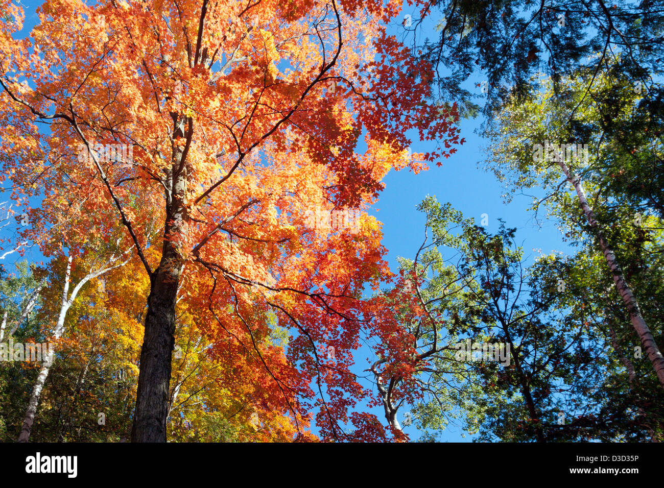 fall colors colours colorful autumn trees leaves Stock Photo - Alamy