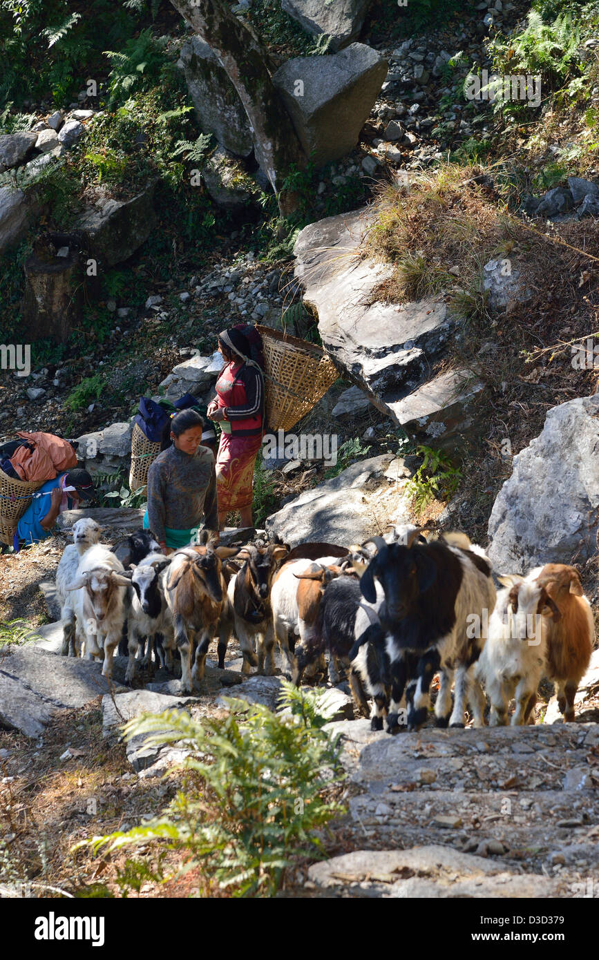 Nepalese goat hi-res stock photography and images - Alamy