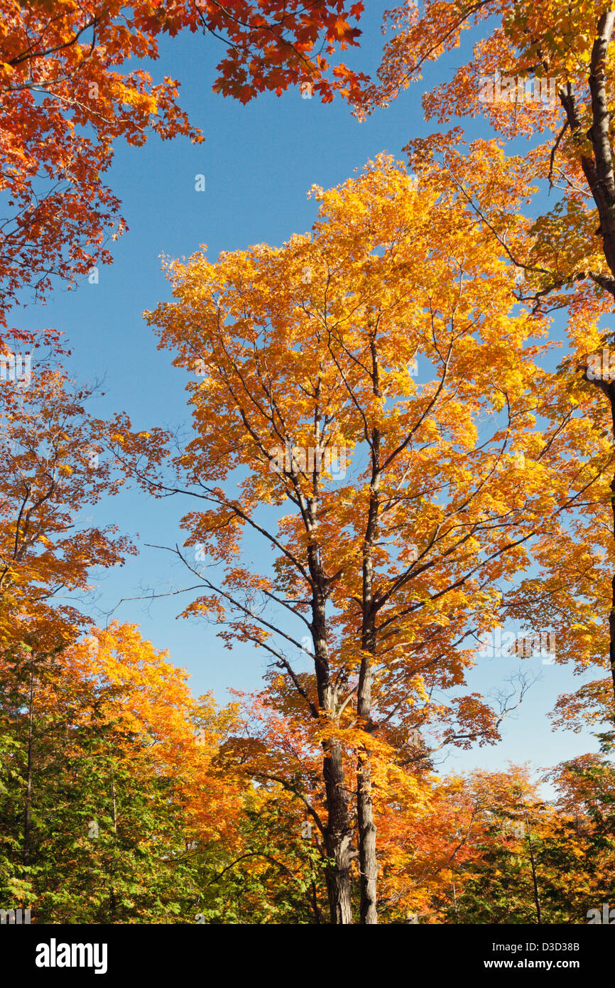 fall colors colours colorful autumn trees leaves Stock Photo - Alamy