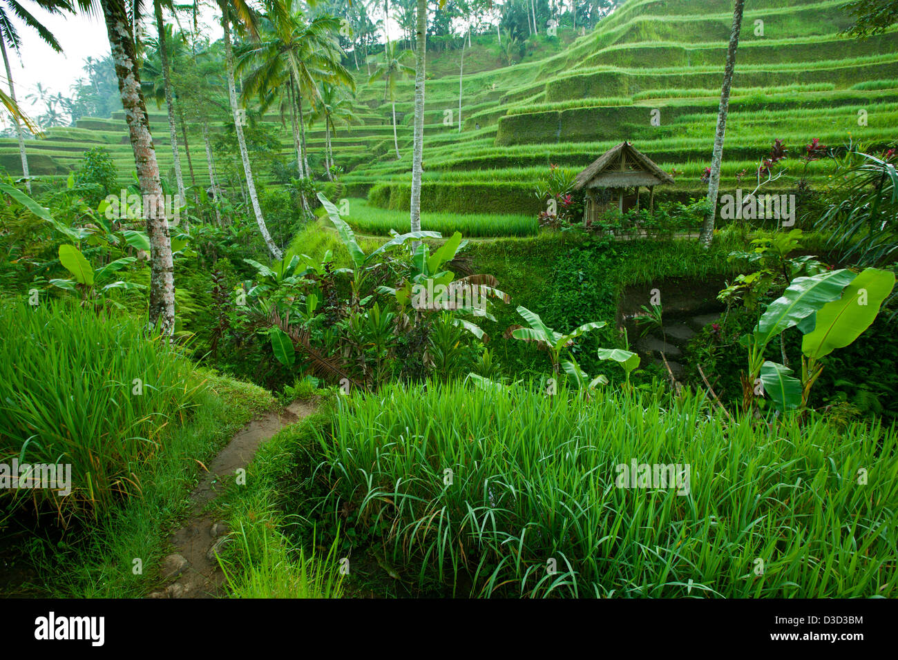 Rice tarrace in mountains on Bali, Indonesia Stock Photo - Alamy