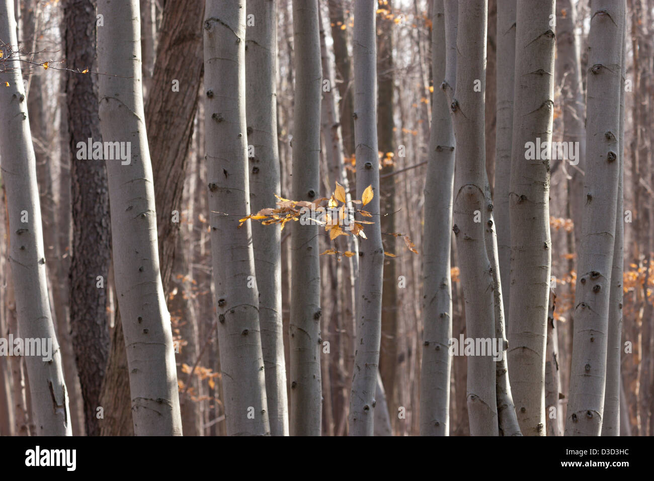 stand of trees birch beech fall leaves Stock Photo - Alamy