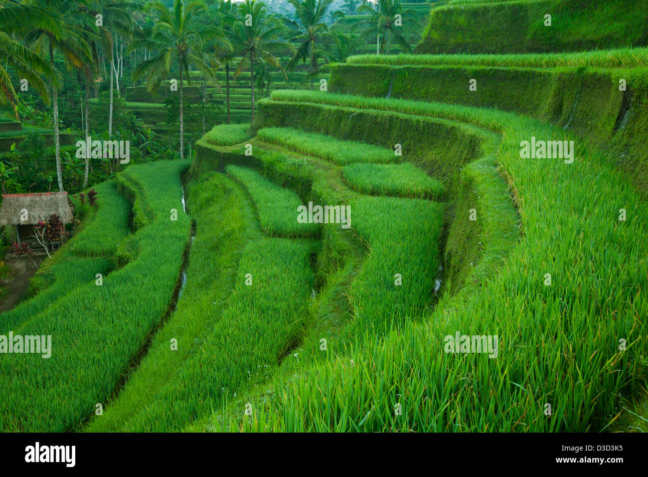 Rice tarrace in mountains on Bali, Indonesia Stock Photo - Alamy