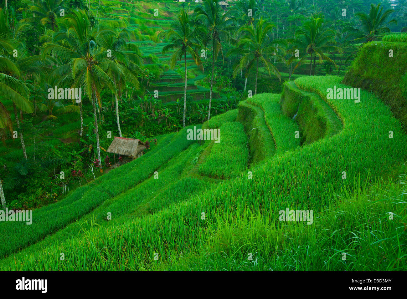 Terrace rice fields, Bali, Indonesia Stock Photo - Alamy