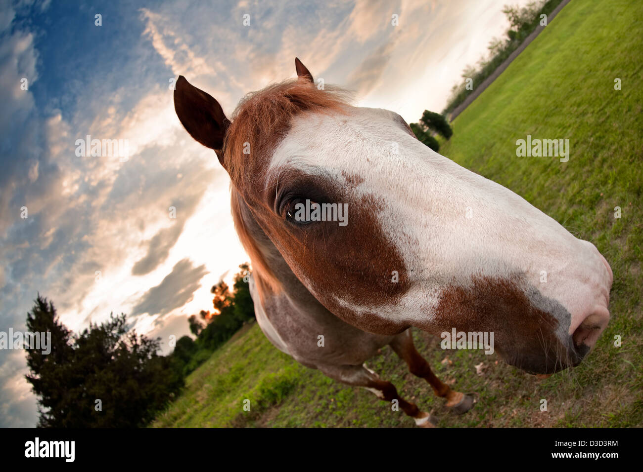A close up fisheye shot of a horse approaching the camera with the sun ...