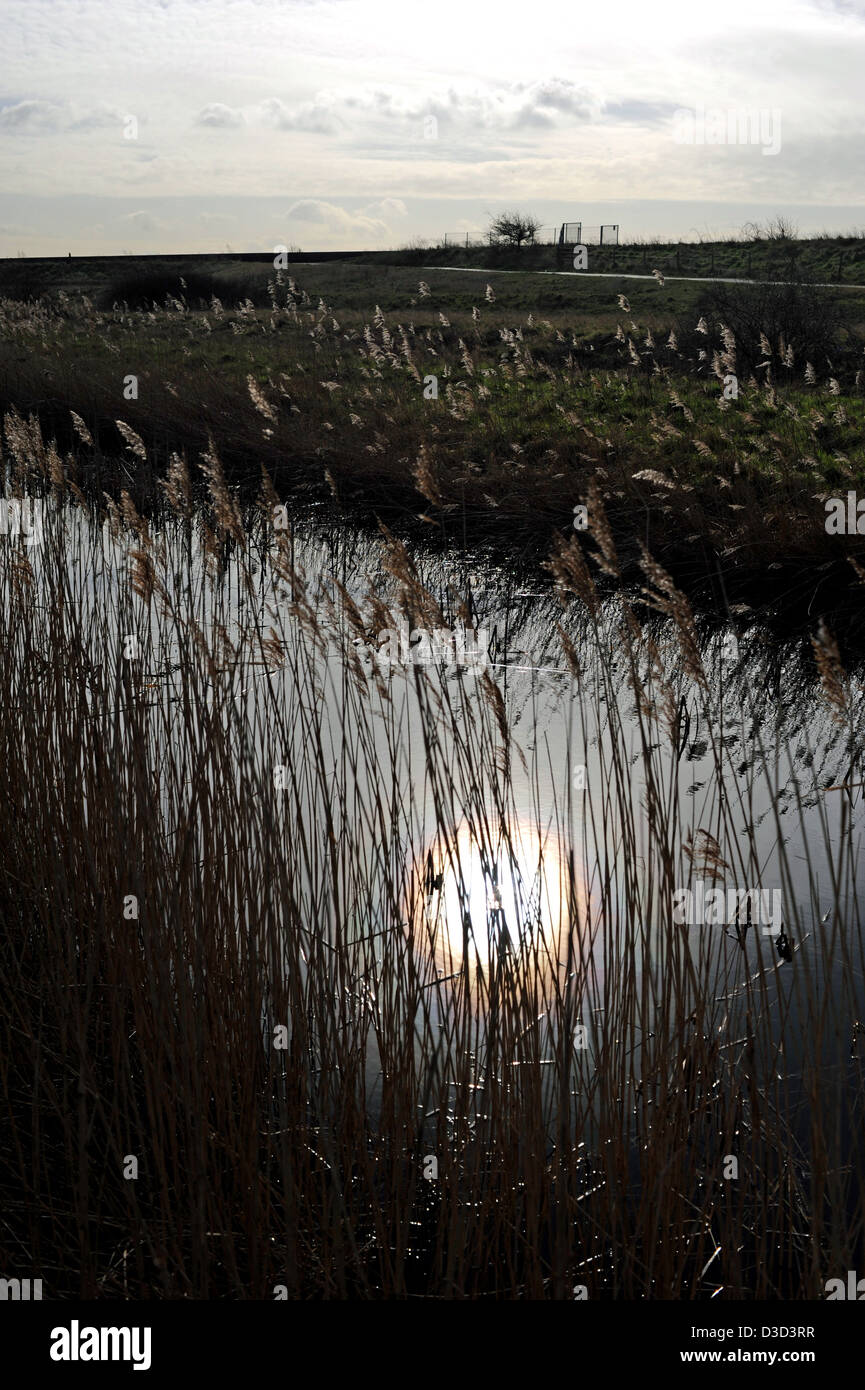 Rainham Marshes RSPB Nature Reserve by the River Thames Essex UK Stock ...