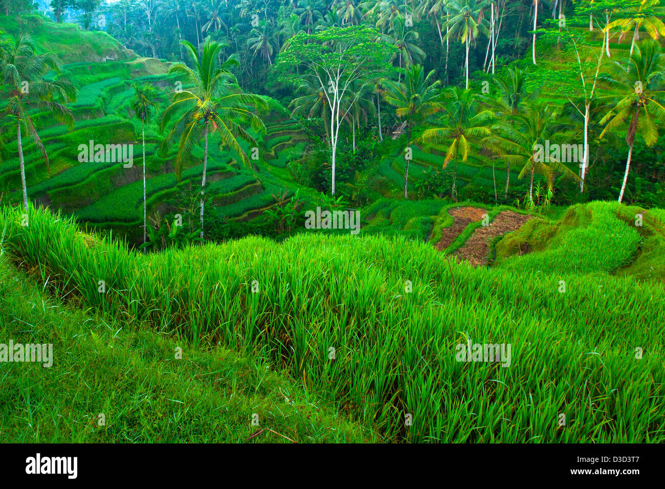 Terrace rice fields, Bali, Indonesia Stock Photo - Alamy