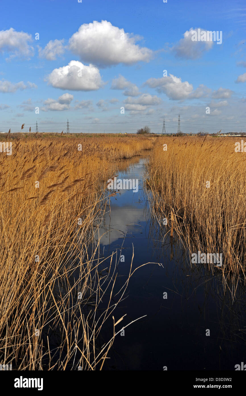Rainham Marshes RSPB Nature Reserve by the River Thames Essex UK ...