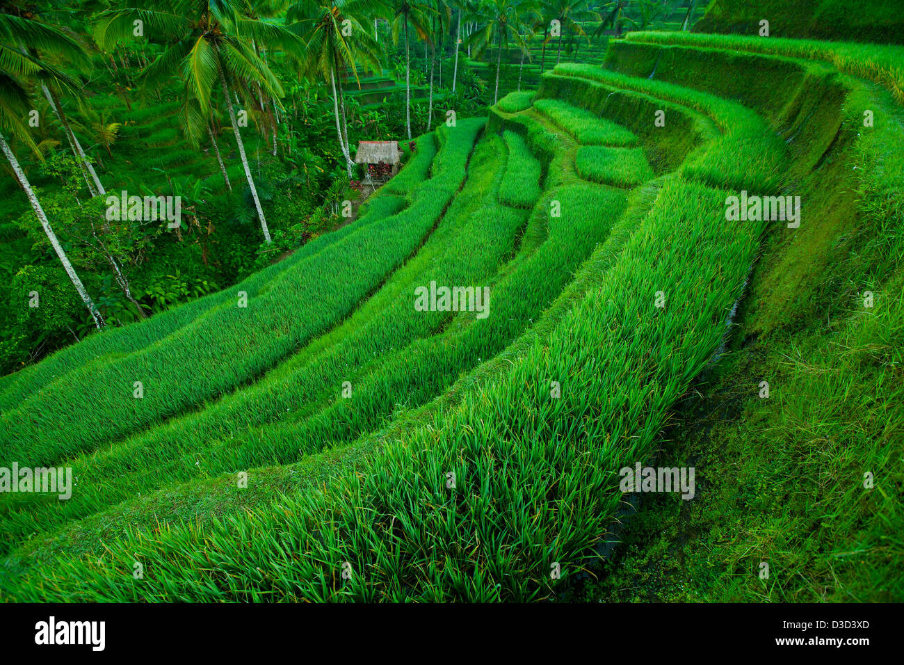 Terrace rice fields, Bali, Indonesia Stock Photo - Alamy