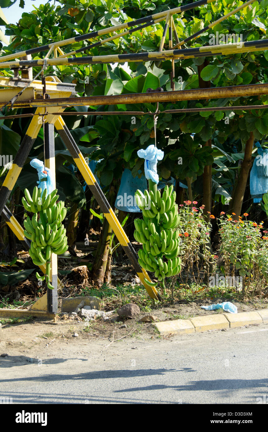 Guatemala banana plantation hi-res stock photography and images - Alamy