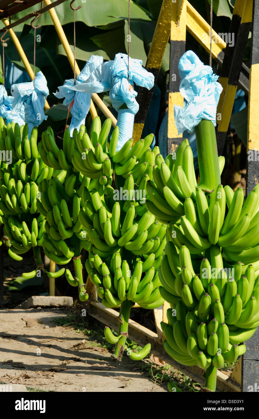 Guatemala izabal banana plantation hi-res stock photography and images ...