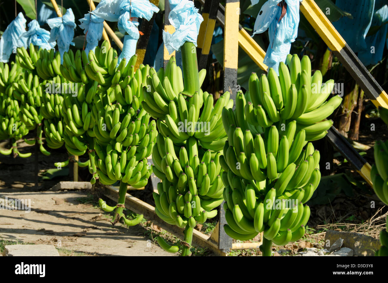 Guatemala, Department of Izabal, Quirigua. Banana plantation Stock ...