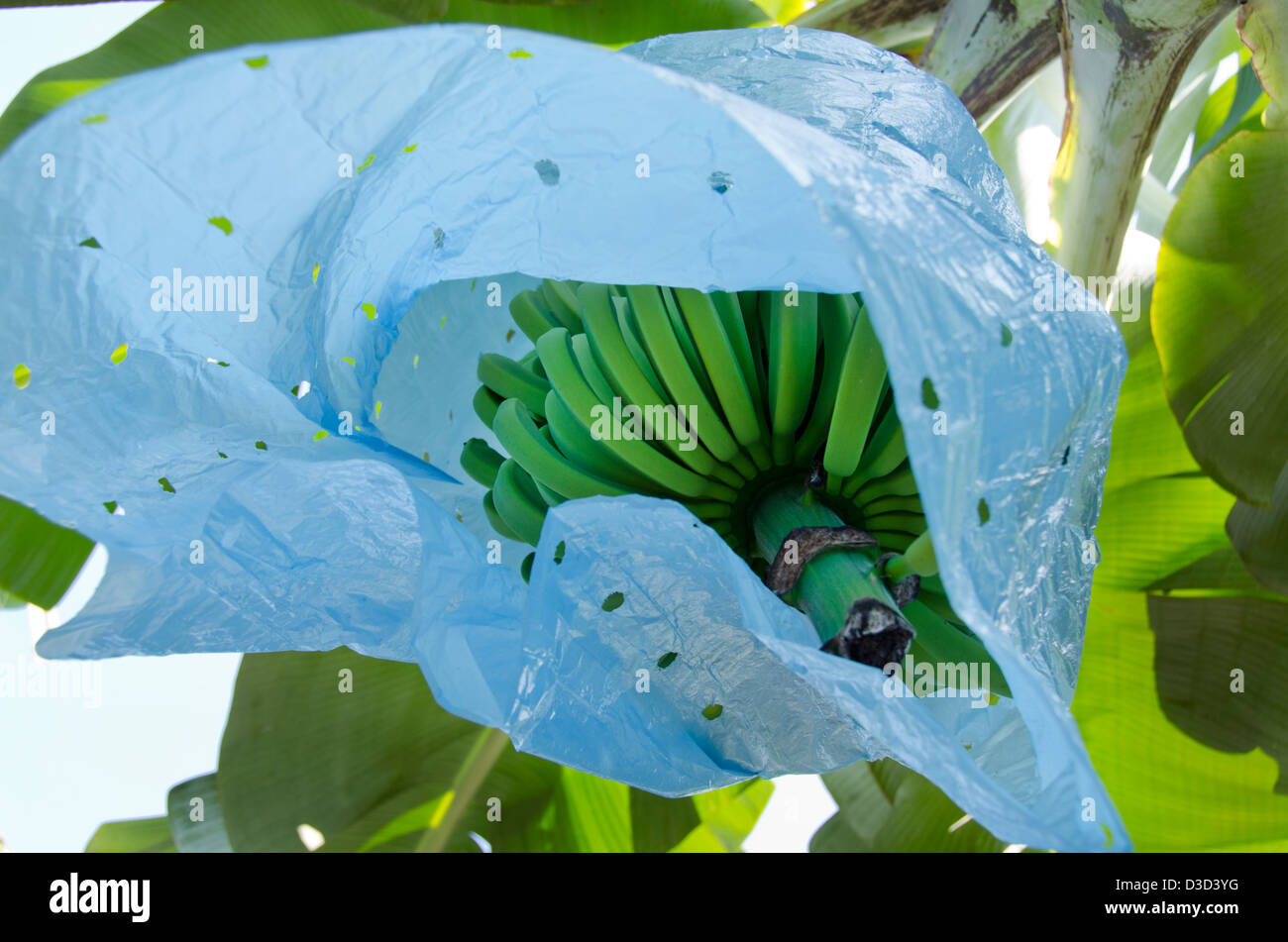 Guatemala banana hi-res stock photography and images - Alamy