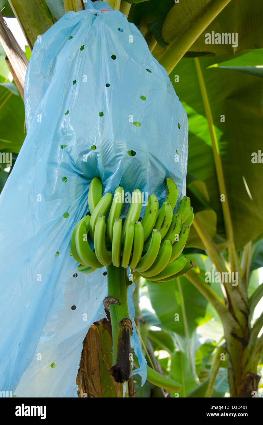 Guatemala Izabal Banana Plantation High Resolution Stock Photography ...