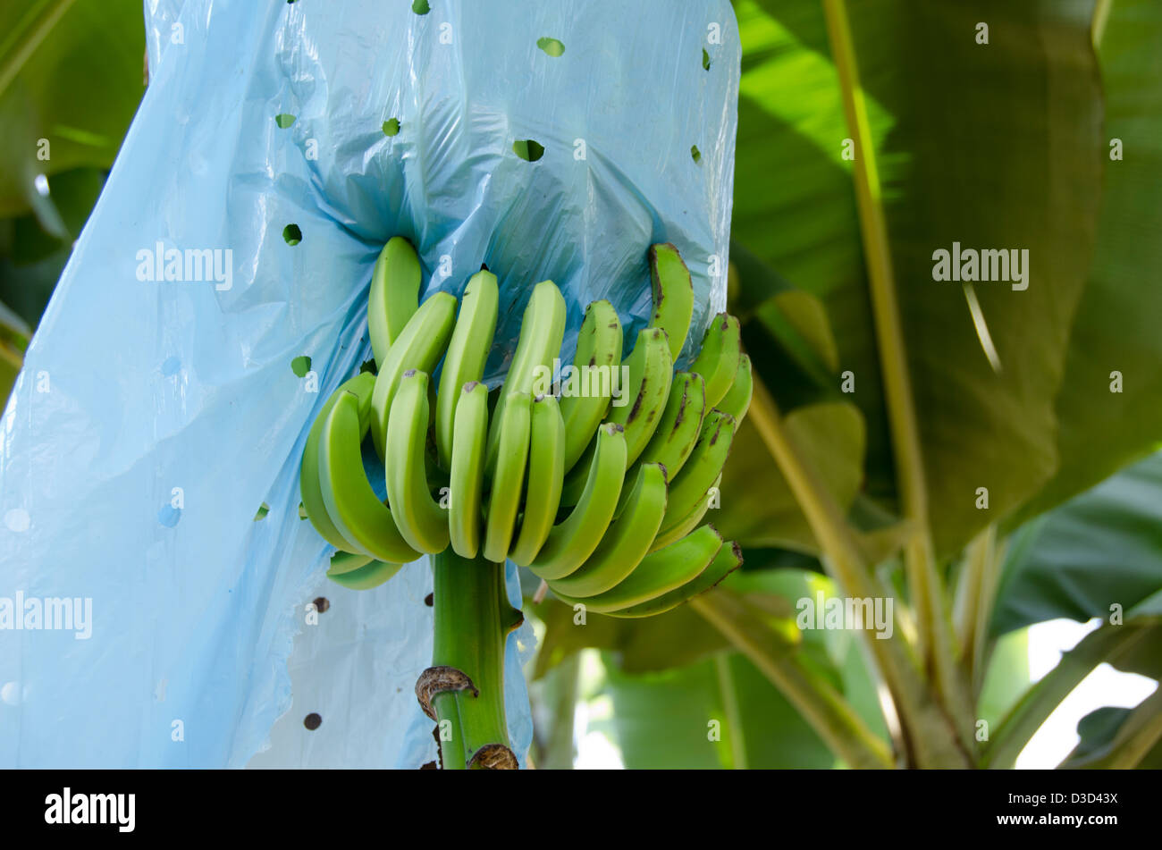 Guatemala banana hi-res stock photography and images - Alamy