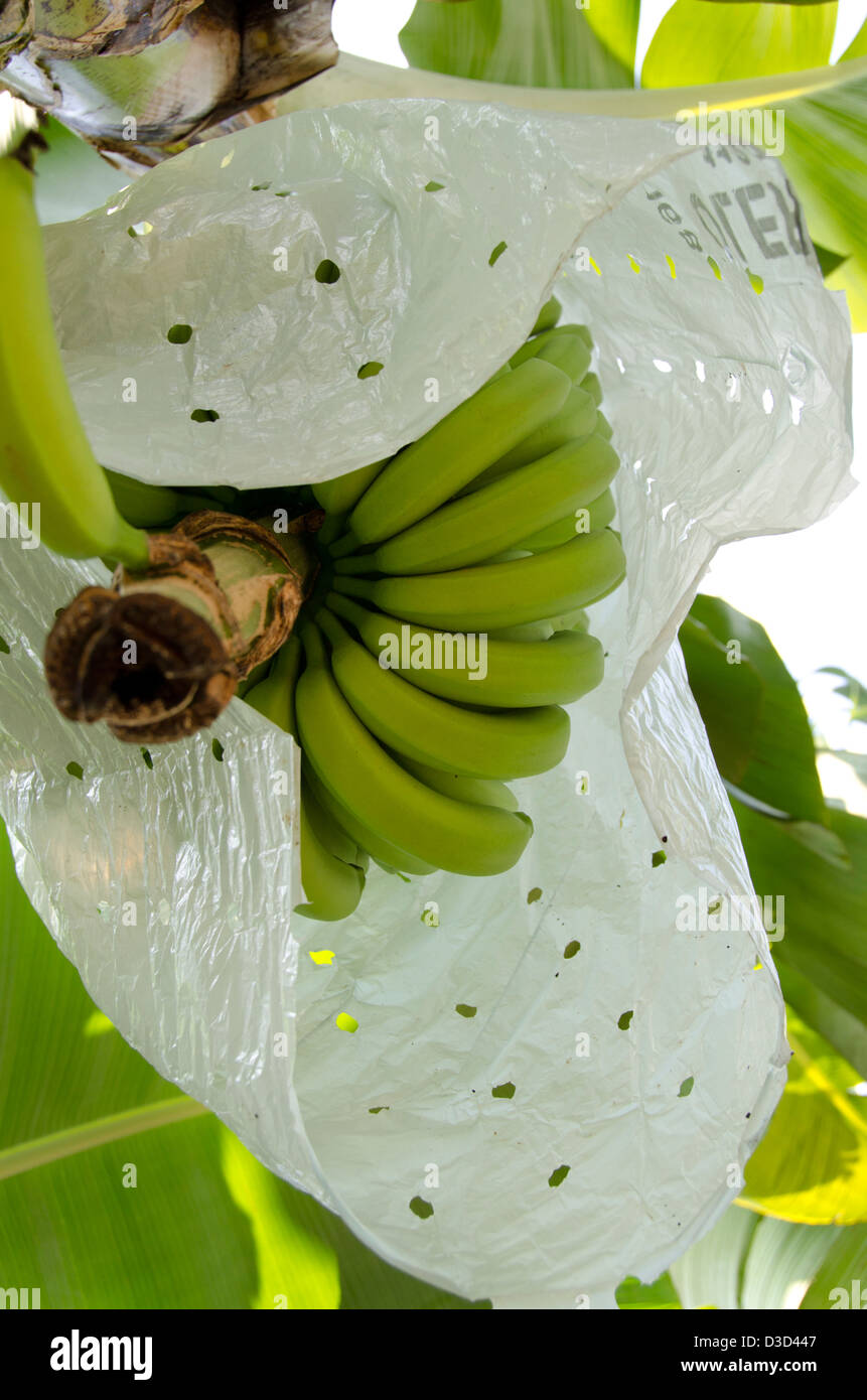 Guatemala banana hi-res stock photography and images - Alamy