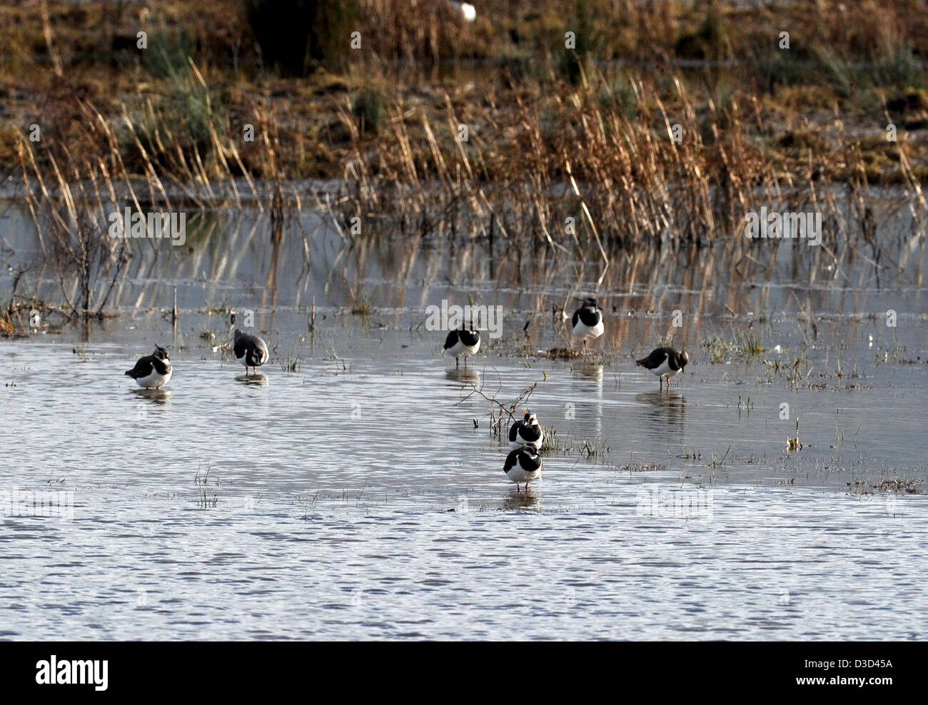 Lapwing Vanellus vanellus at Rainham Marshes RSPB Nature Reserve by the ...