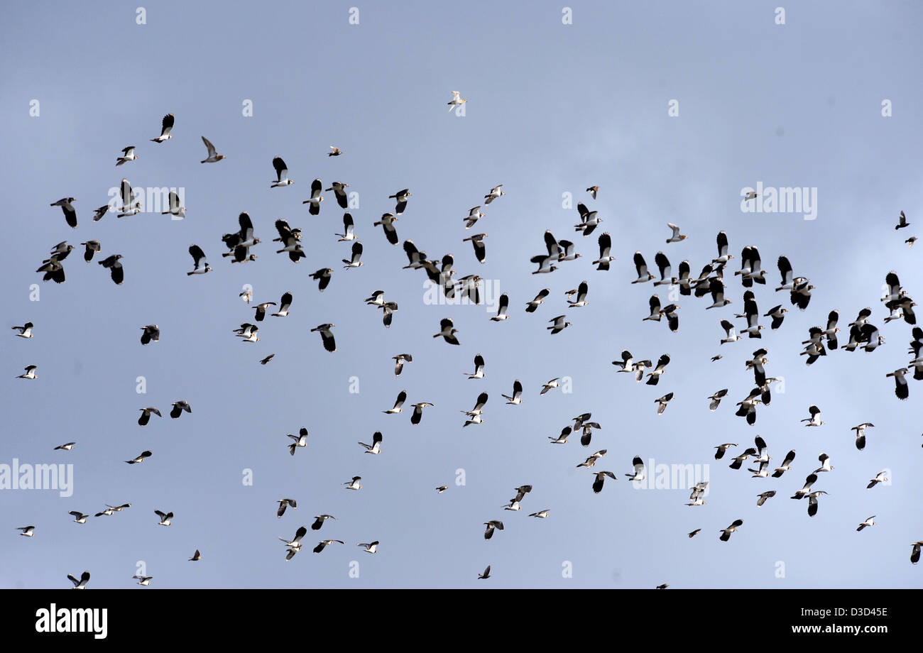 Lapwing Vanellus vanellus at Rainham Marshes RSPB Nature Reserve by the ...