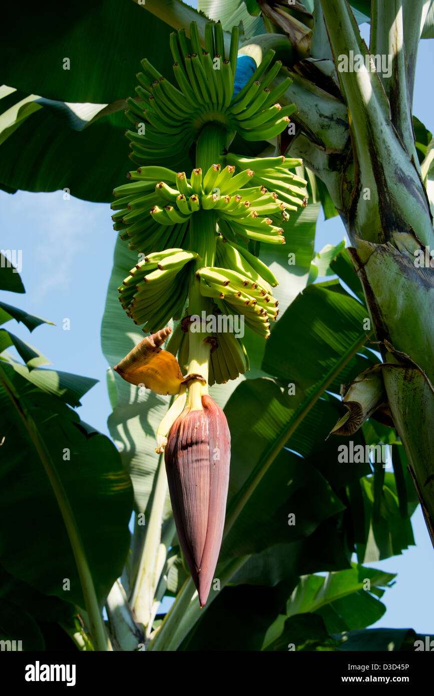 Guatemala izabal banana plantation hi-res stock photography and images ...