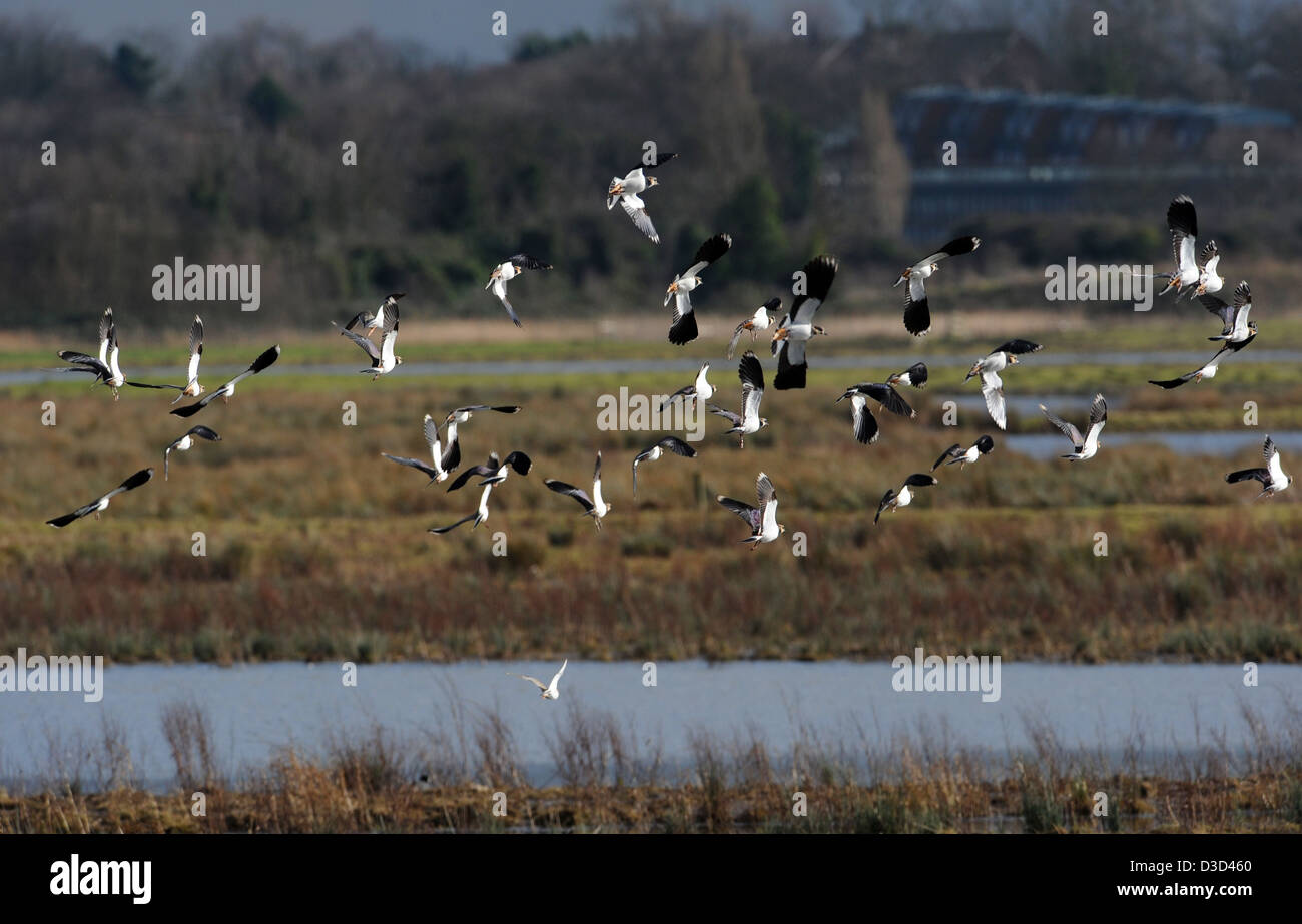 Lapwing Vanellus vanellus at Rainham Marshes RSPB Nature Reserve by the ...