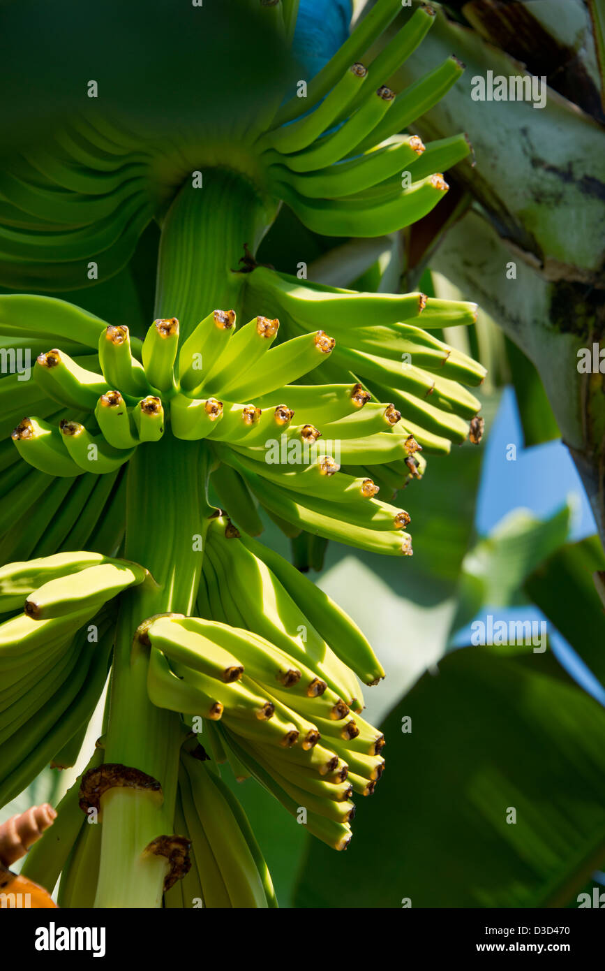Guatemala Izabal Banana Plantation High Resolution Stock Photography ...