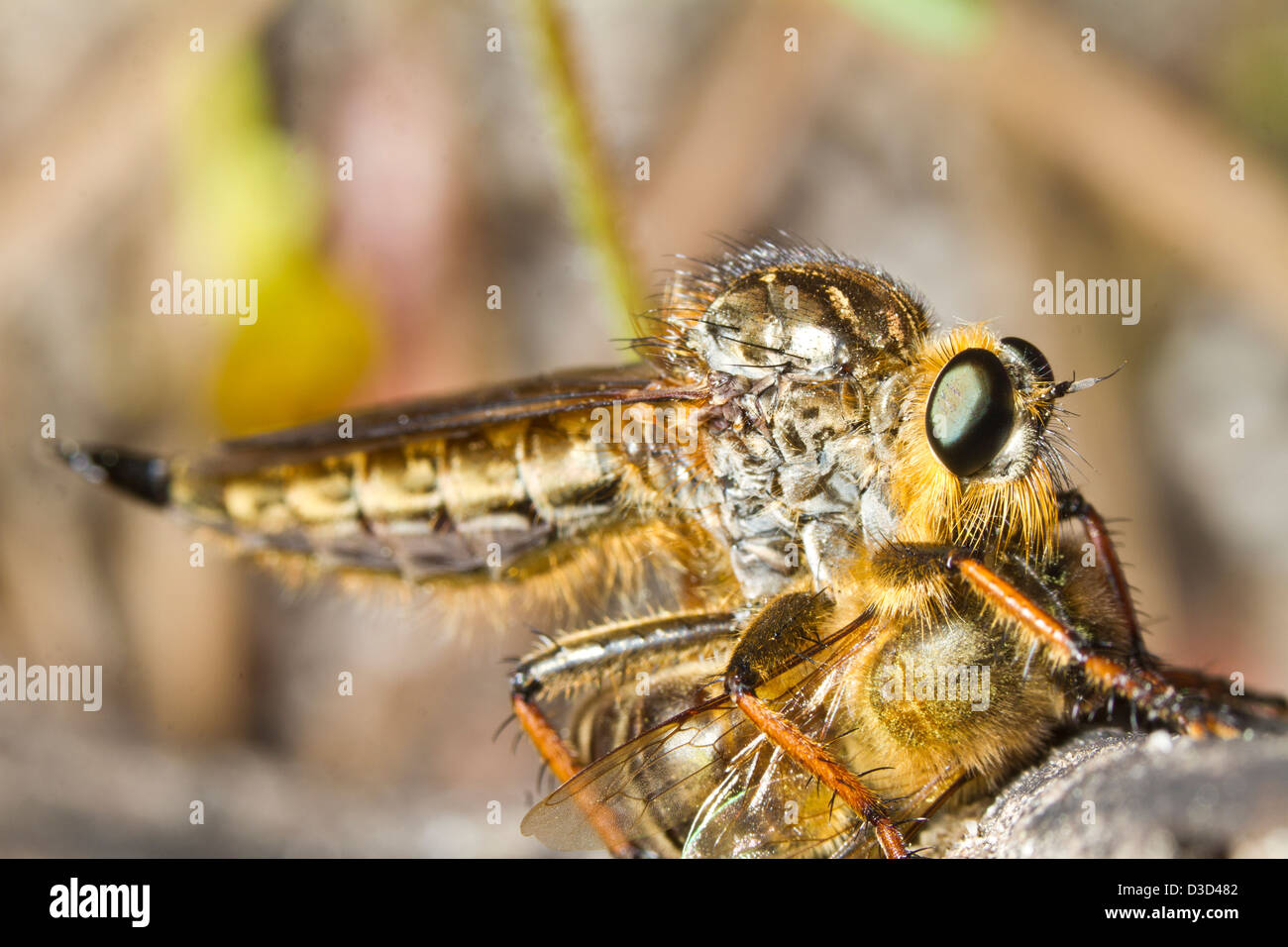 Close view detail of a beautiful giant robber fly (proctacanthus ...