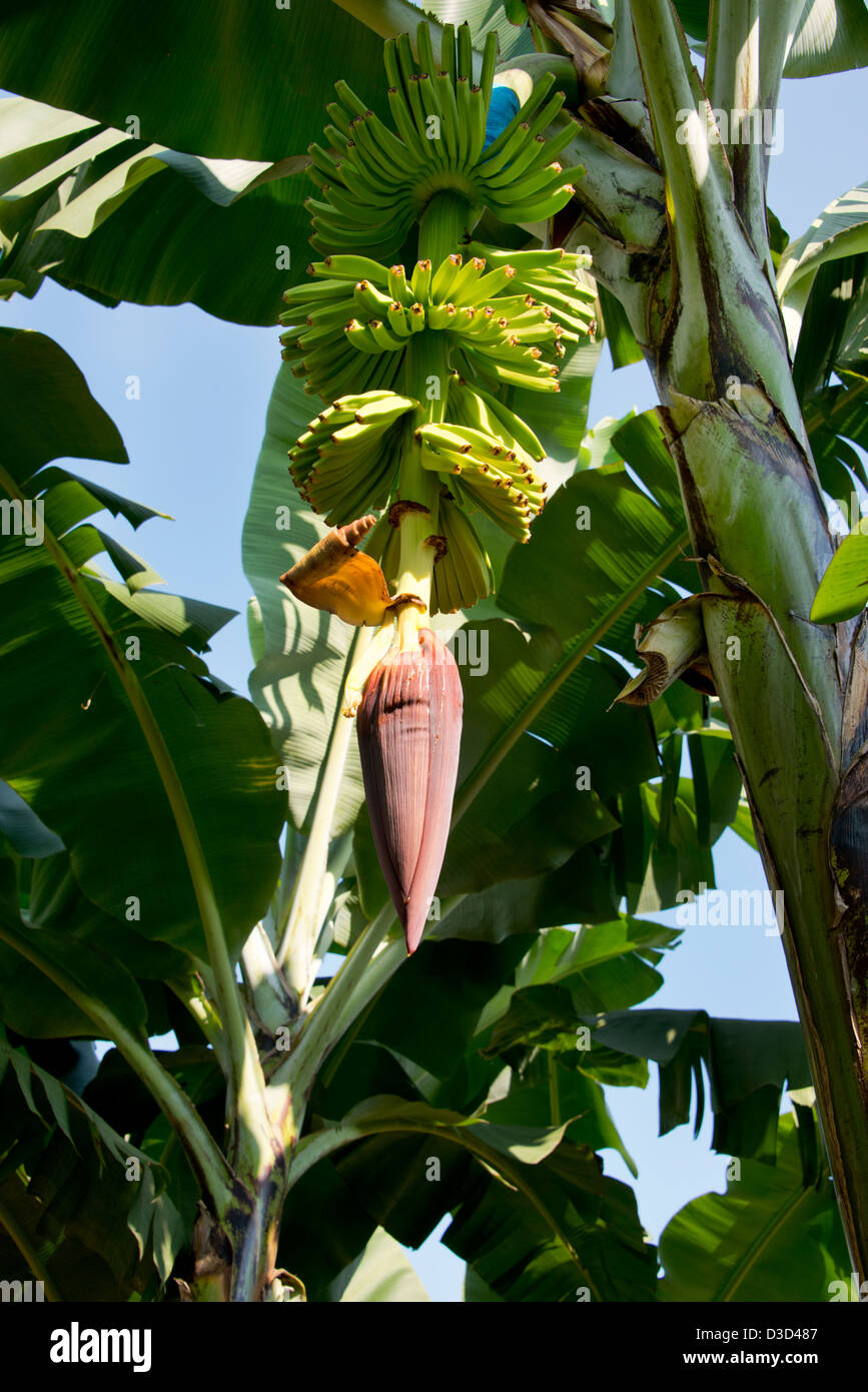 Guatemala izabal banana plantation hi-res stock photography and images ...