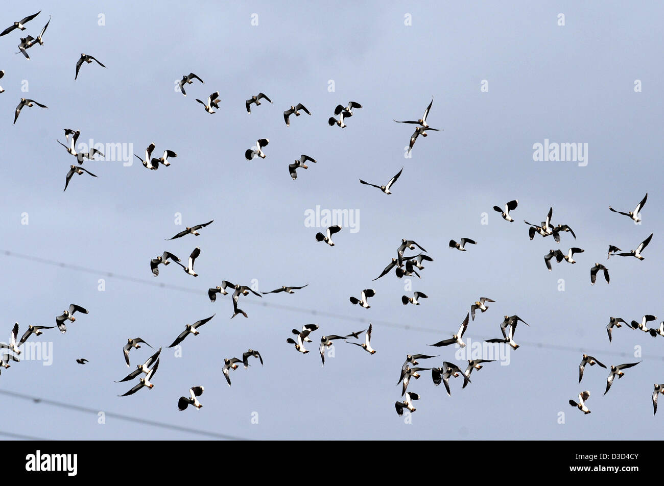 Lapwing Vanellus vanellus at Rainham Marshes RSPB Nature Reserve by the ...