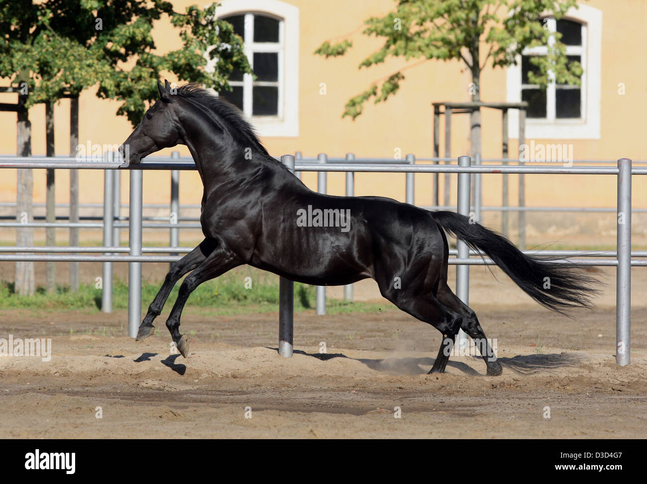 Neustadt / Dosse, Germany, sire Ituango rages around in the sand ...