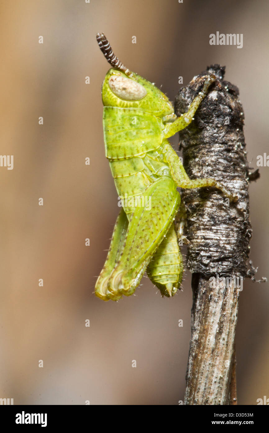 Close up view of a very tiny green grasshopper (pezotettix giornae) in ...
