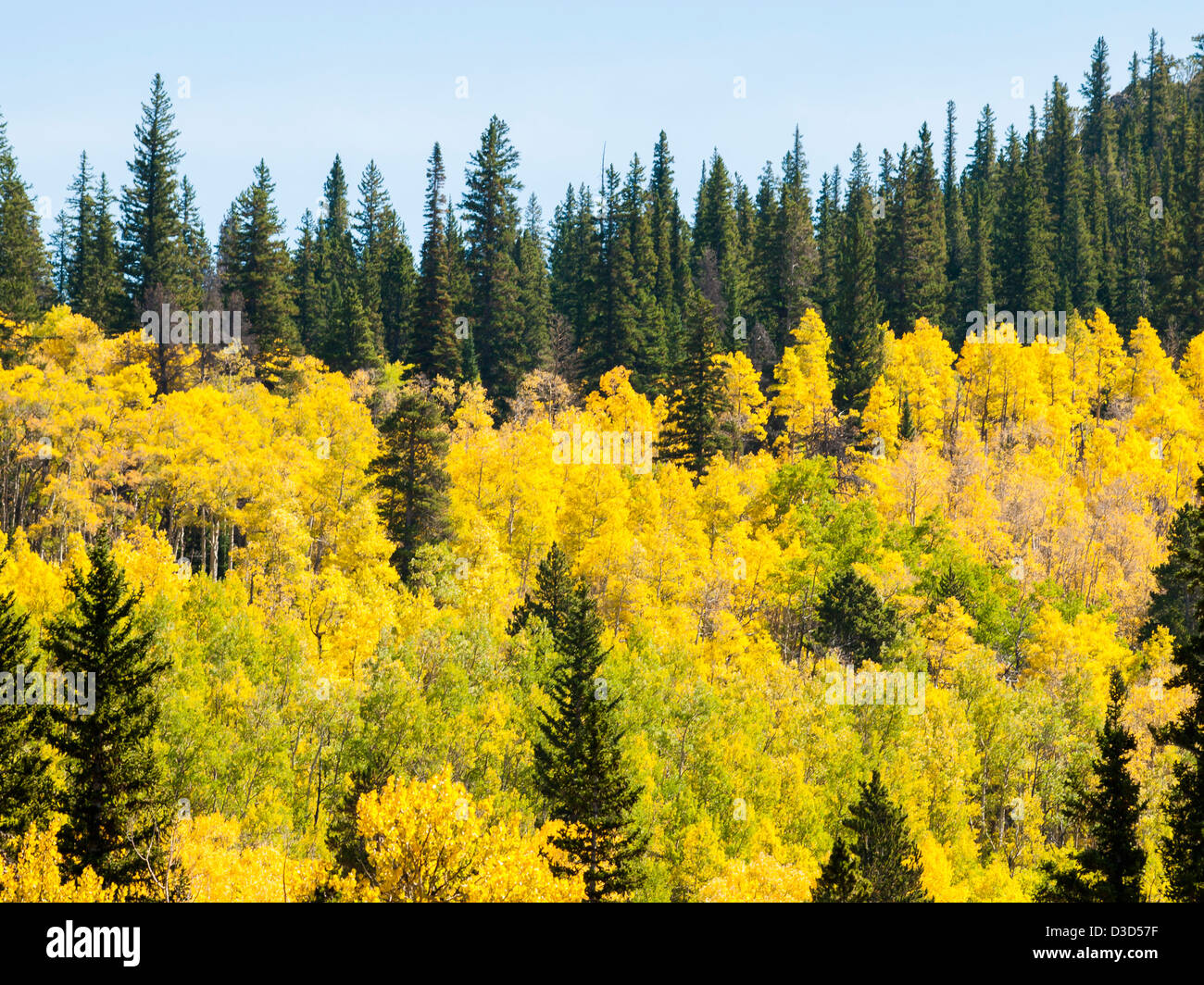 Mountains covered with bright yellow color in Autumn Stock Photo - Alamy